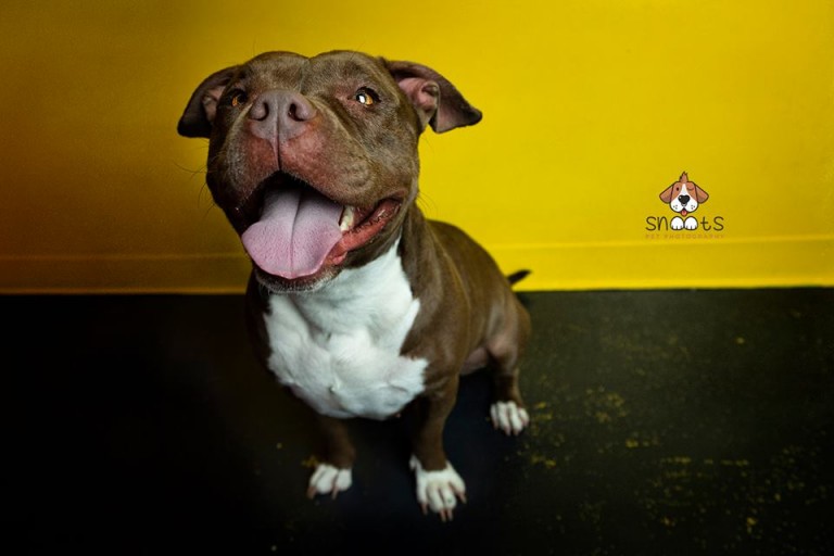 moco1 - Oklahoma Animal Alliance