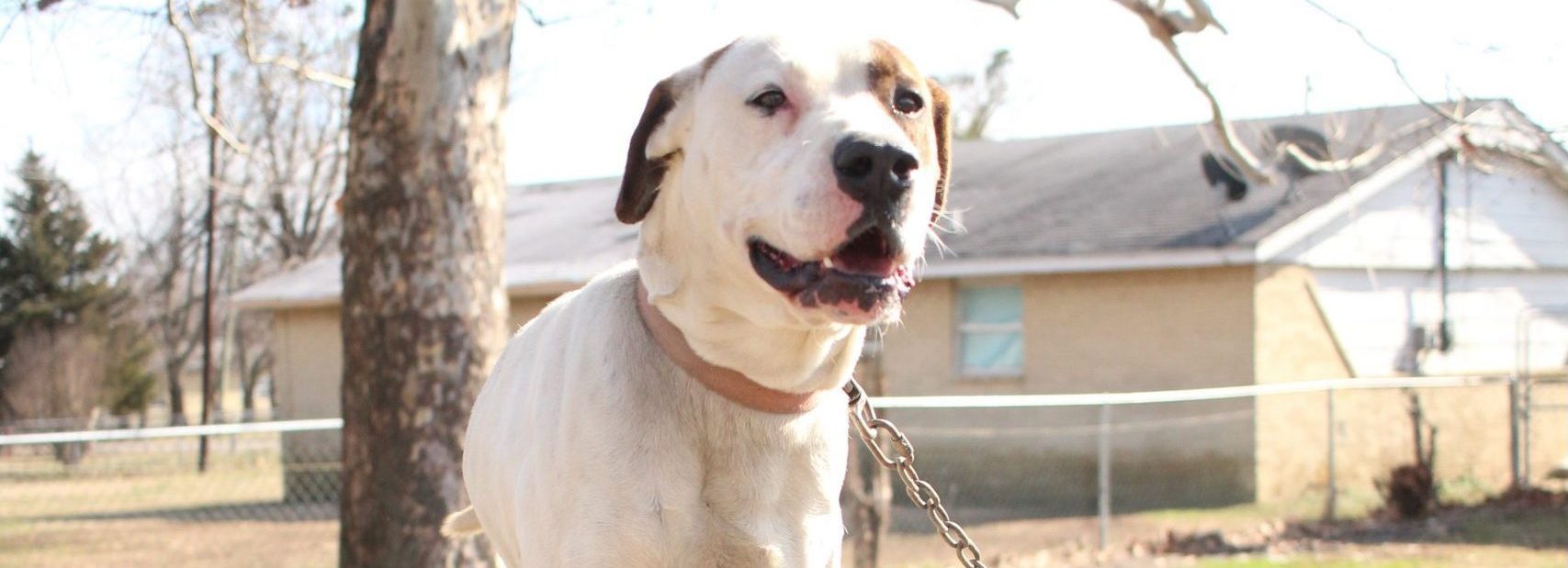 Chained Dog - Oklahoma Animal Alliance