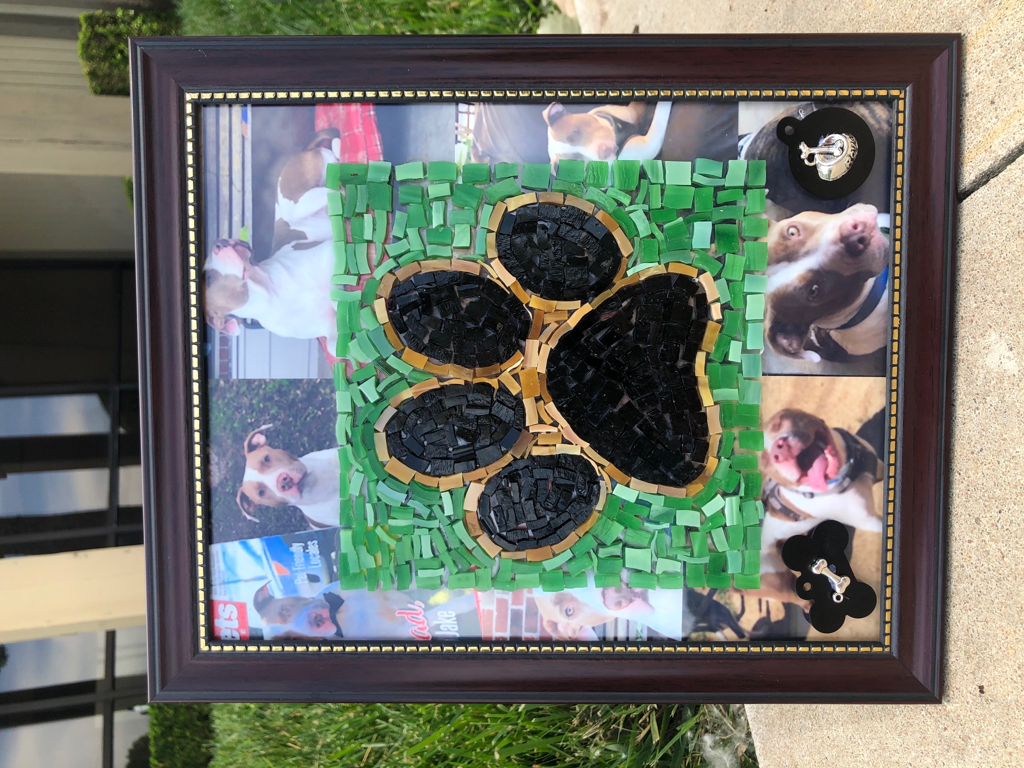 Jake-kit - Oklahoma Animal Alliance